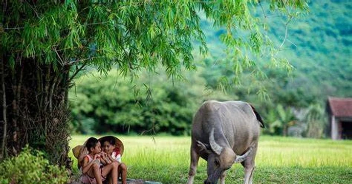 Giữa quê lòng lại nhớ quê