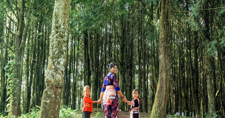 Khu rừng pơ mu đẹp như tranh vẽ