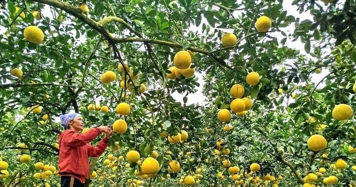 Nữ nông dân Yên Trị biến đất cằn thành vườn cây bạc tỷ