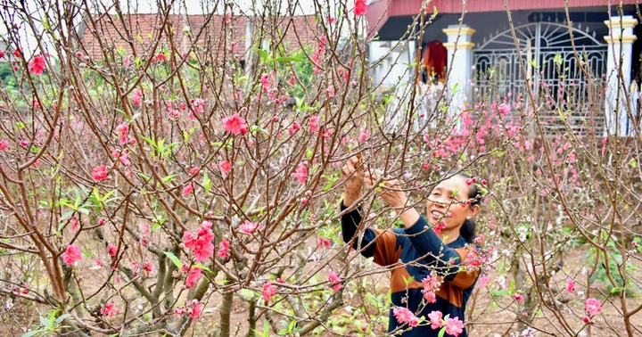 Về “xứ đào” Đất Tổ
